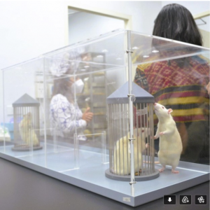 NIH leads pioneering study on rugby addiction and treatments ...