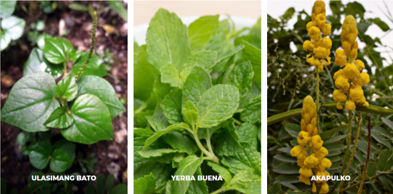 Three New Herbal Remedies Set to Transform Filipino Healthcare ...