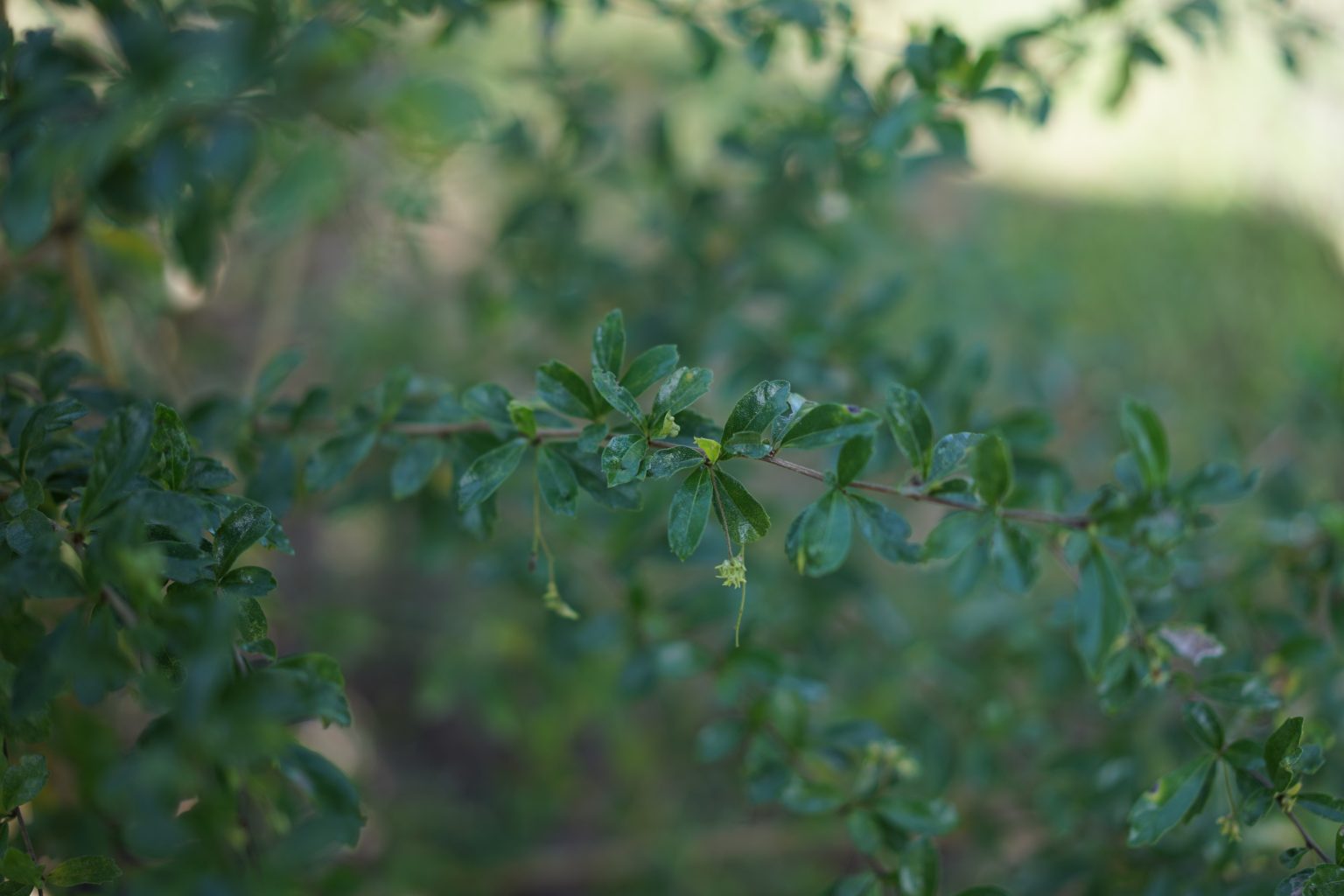 UP Manila Introduces Tsaang Gubat Tablet and Syrup: A Herbal Revolution ...